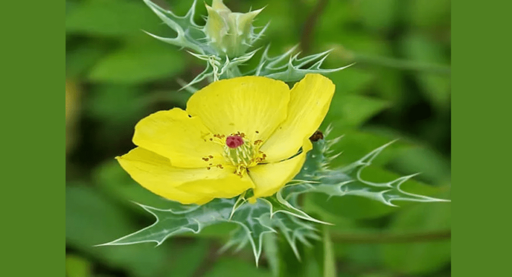 सत्यानाशी पौधा क्या है - 6 Benefits Of Satyanashi Plant - Hindi GupSup