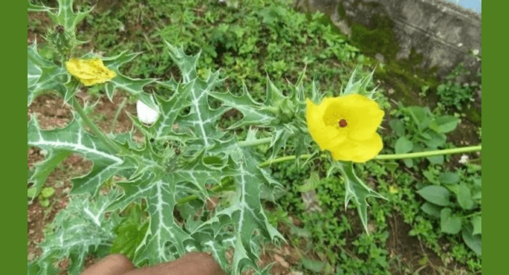 सत्यानाशी पौधा क्या है - 6 Benefits Of Satyanashi Plant - Hindi GupSup