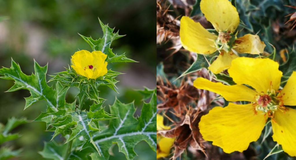 सत्यानाशी पौधा क्या है - 6 Benefits Of Satyanashi Plant - Hindi GupSup