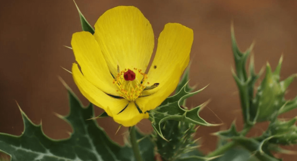 सत्यानाशी पौधा क्या है - 6 Benefits Of Satyanashi Plant - Hindi GupSup